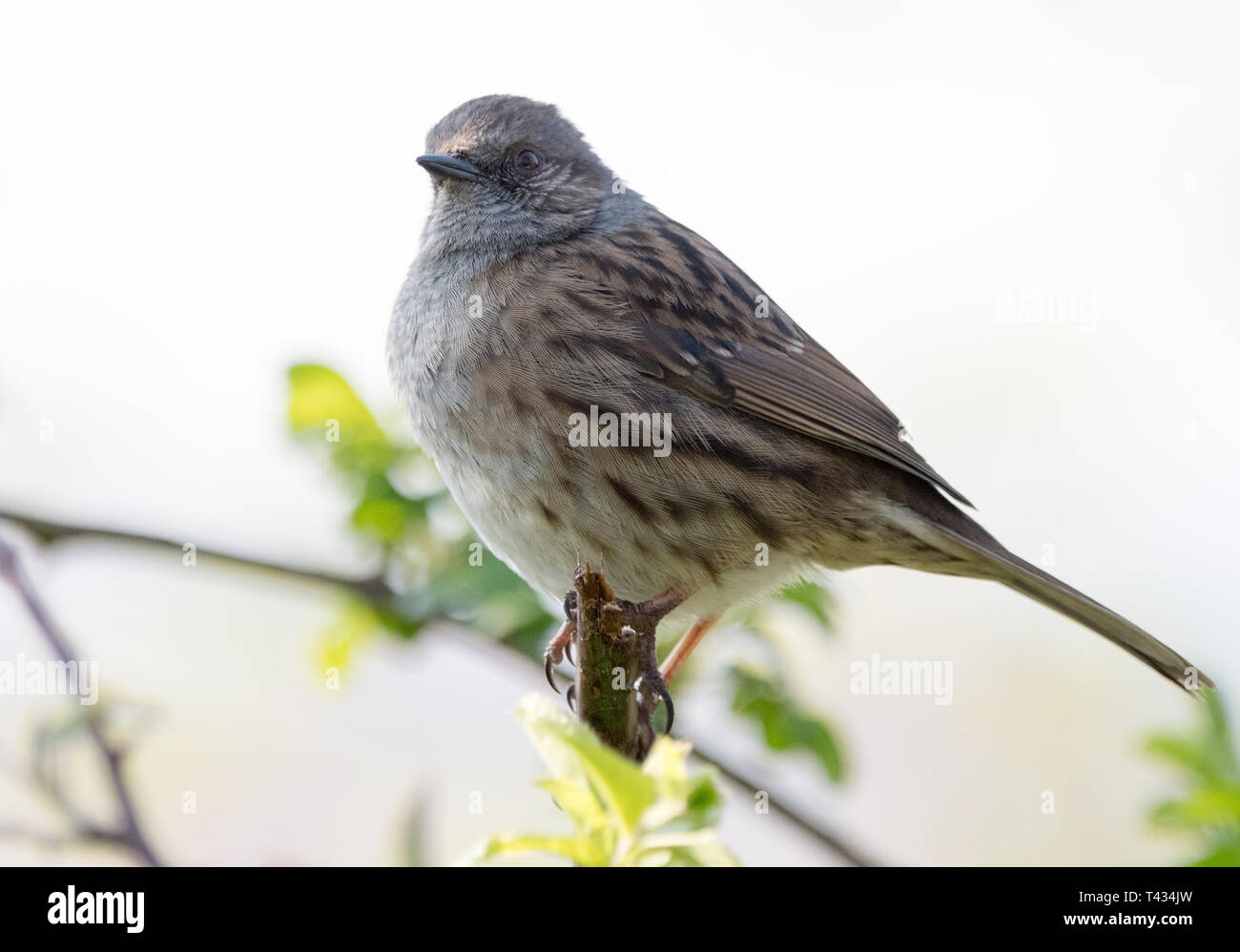 Dunnock (Prunella modularis Stock Photo - Alamy