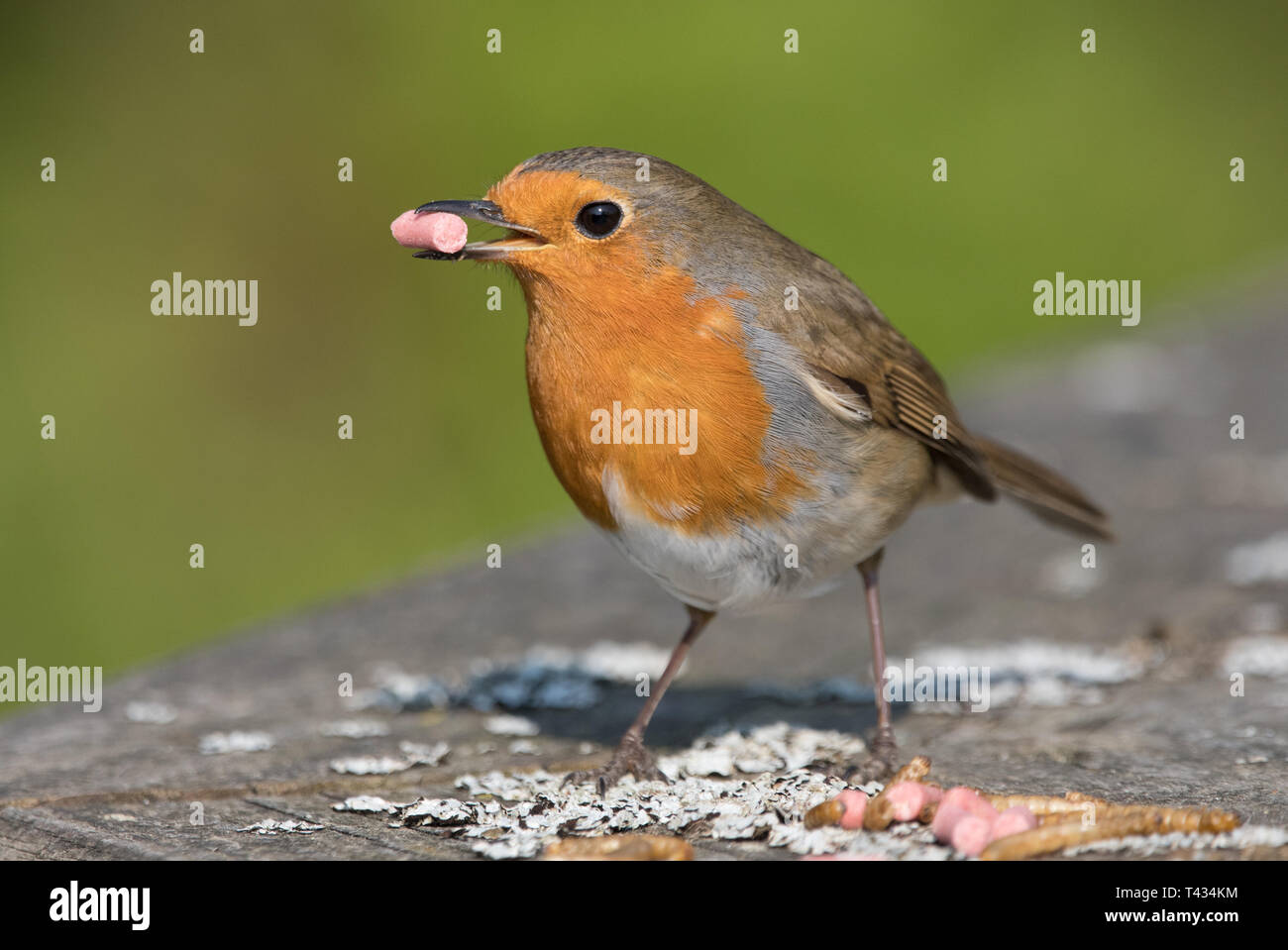 Robin eating hi-res stock photography and images - Alamy