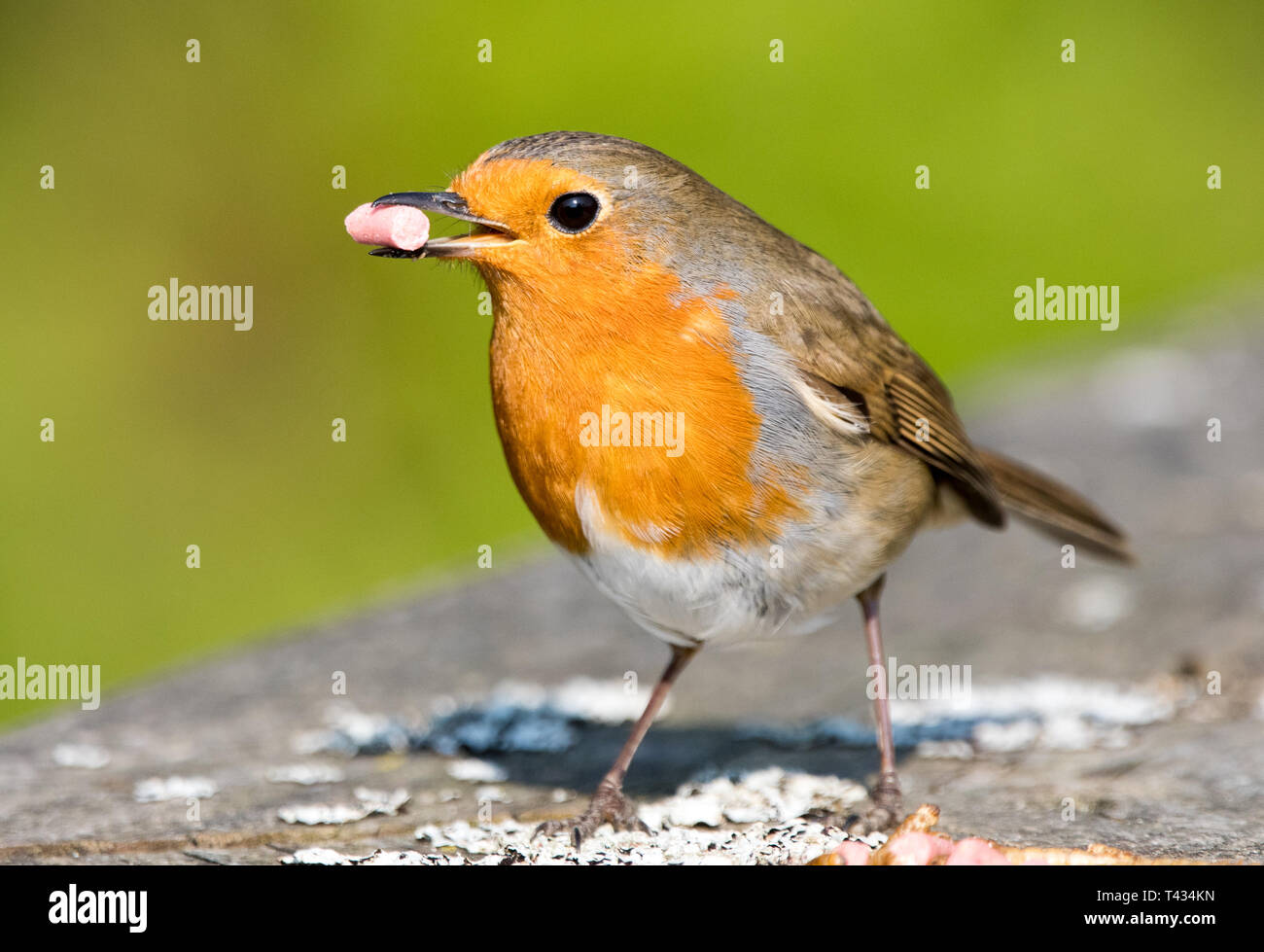 Robin eating hi-res stock photography and images - Alamy