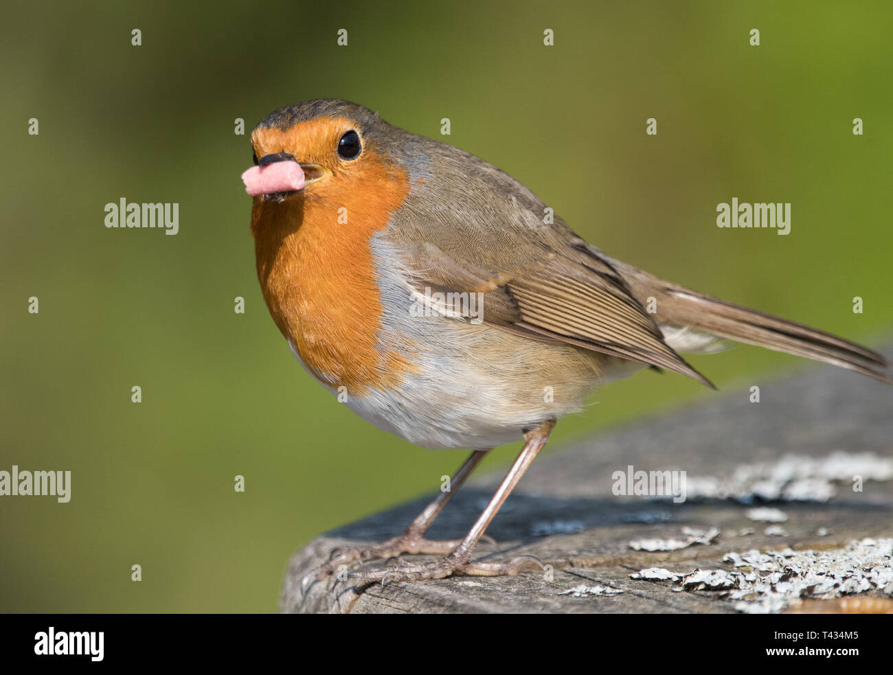 Robin eating hi-res stock photography and images - Alamy