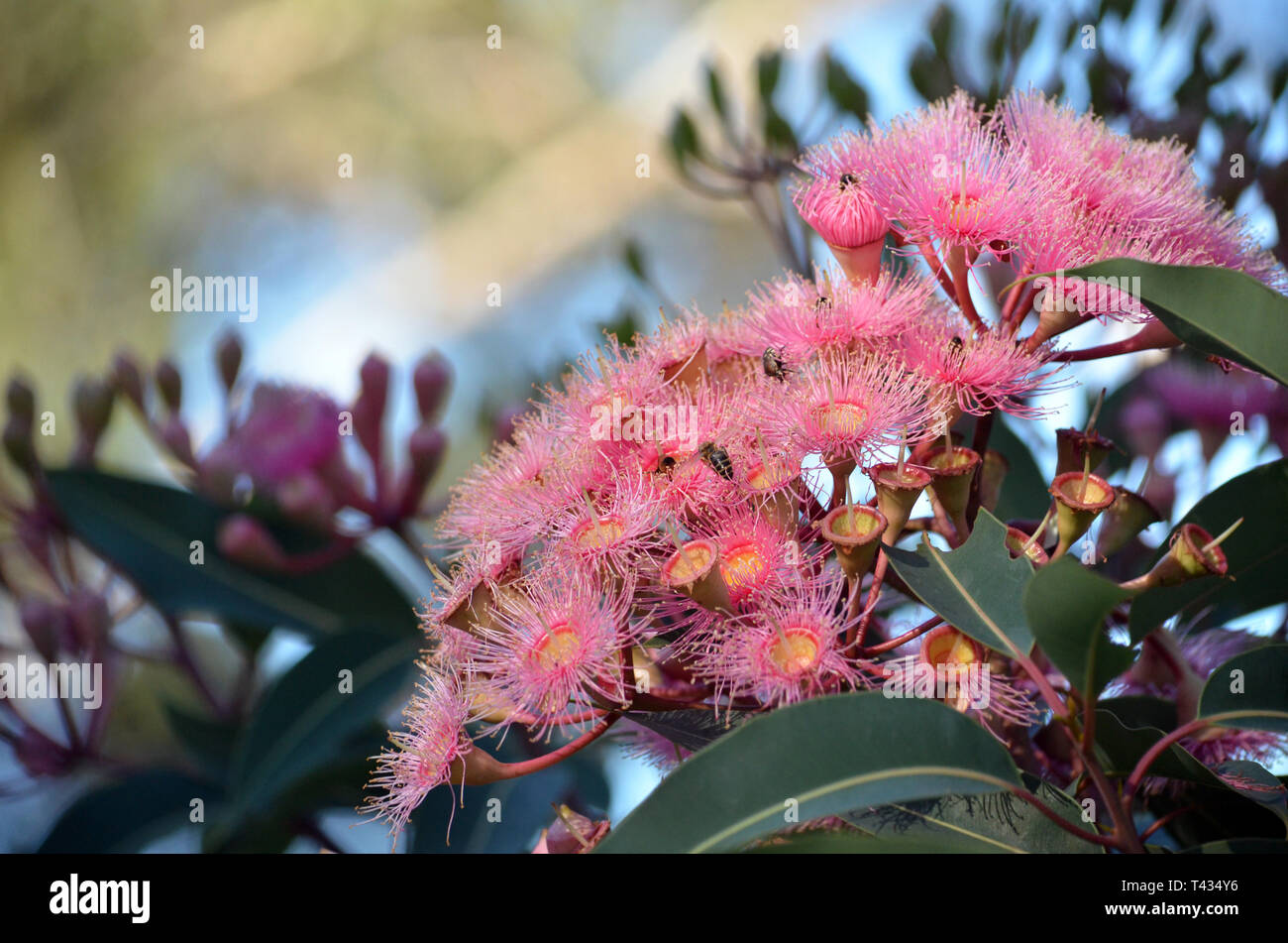 Australian Native Plant High Resolution Stock Photography and Images ...