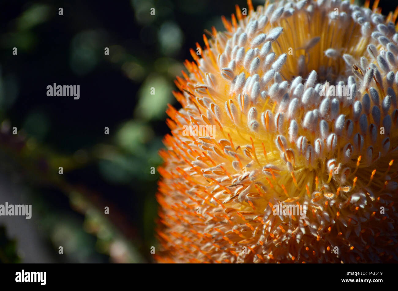 Western australian banksia species hi-res stock photography and images ...