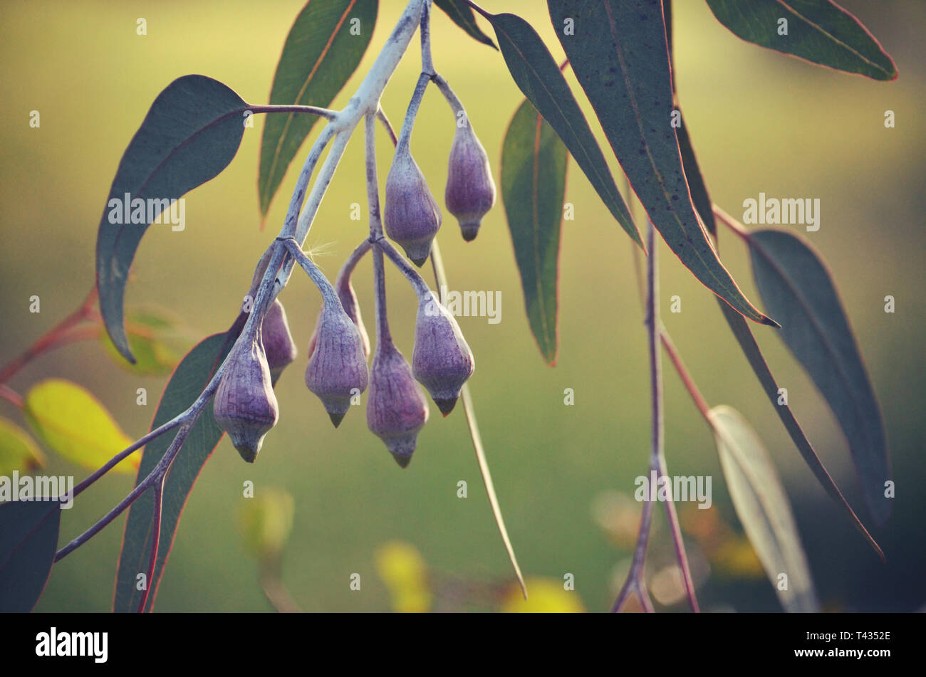 Pink buds of the Australian native Silver Princess Eucalyptus caesia ...
