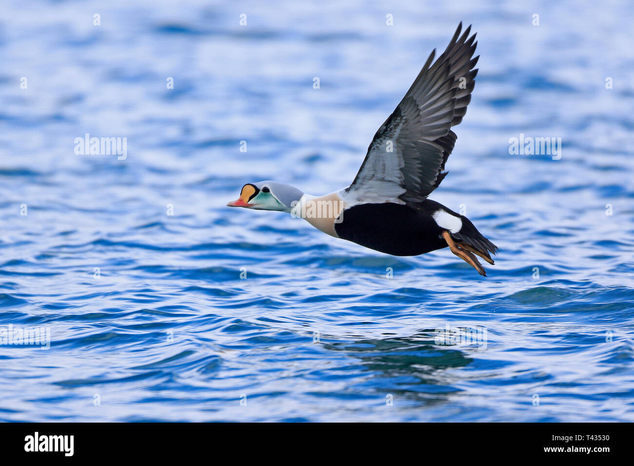 Male King Eider in flight at Batsfjord Norway Stock Photo - Alamy