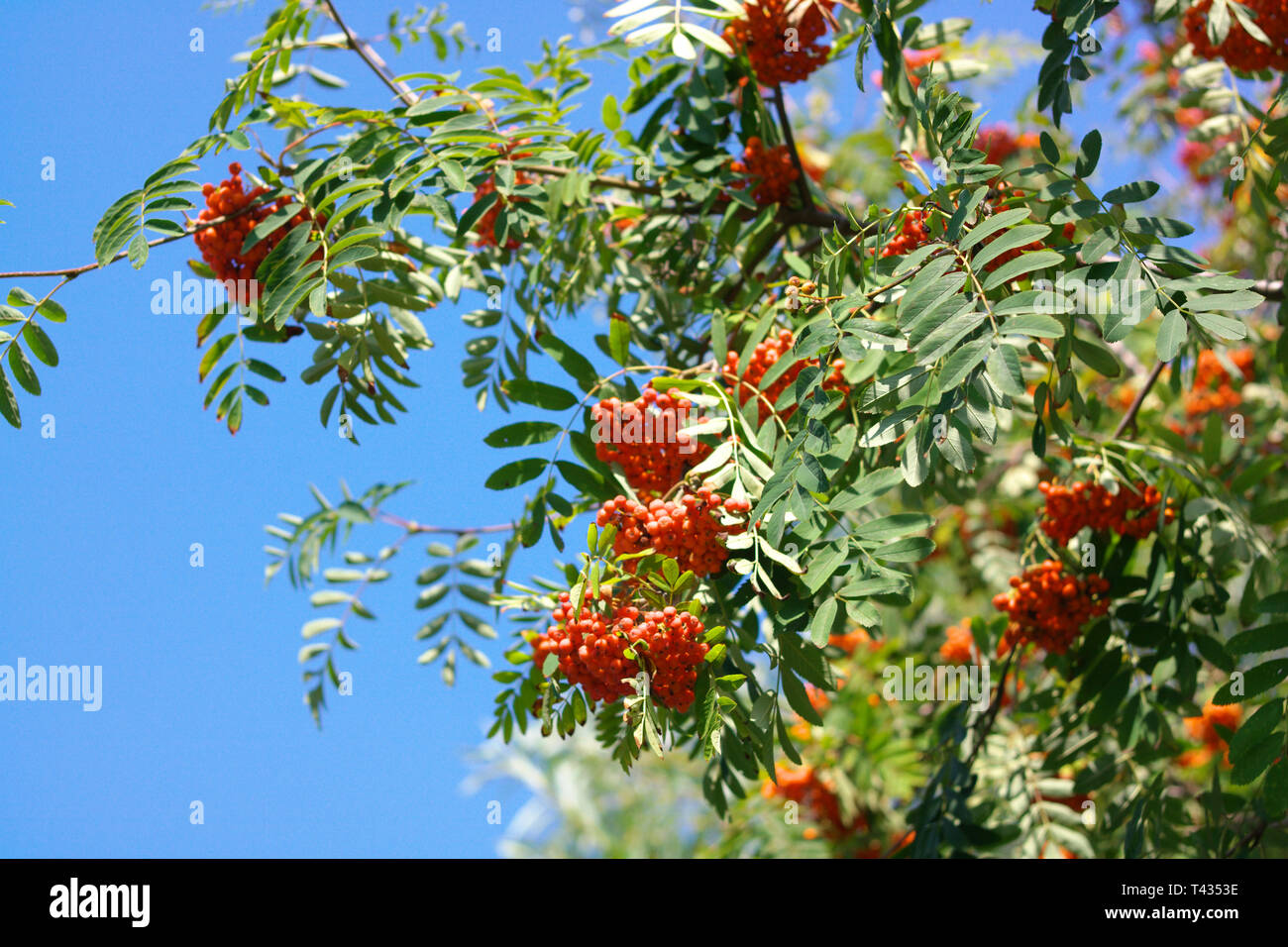 ashberry at dry sunny day Stock Photo - Alamy