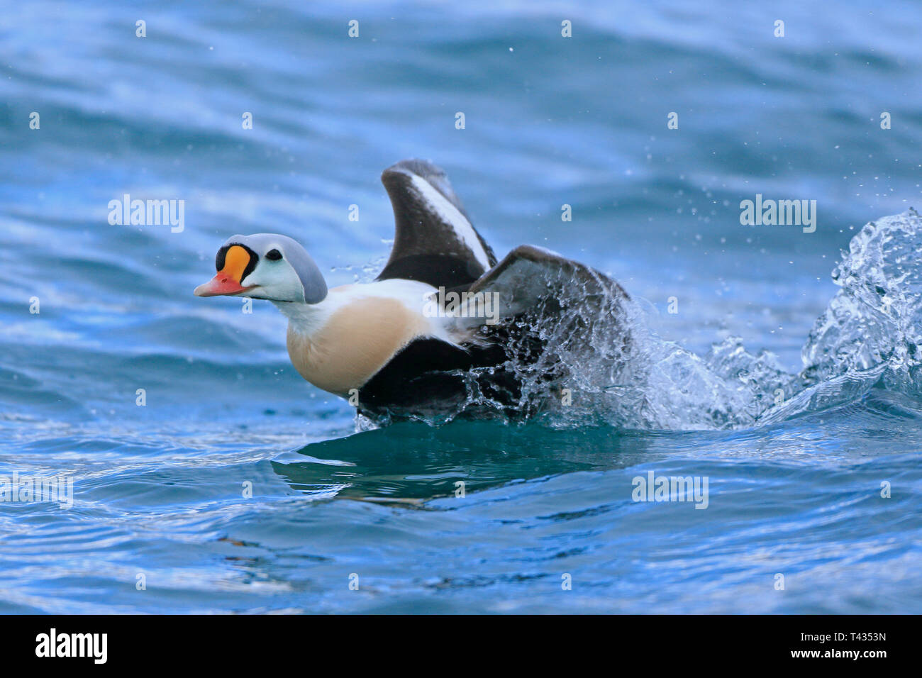 Male King Eider at Batsfjord Norway Stock Photo - Alamy