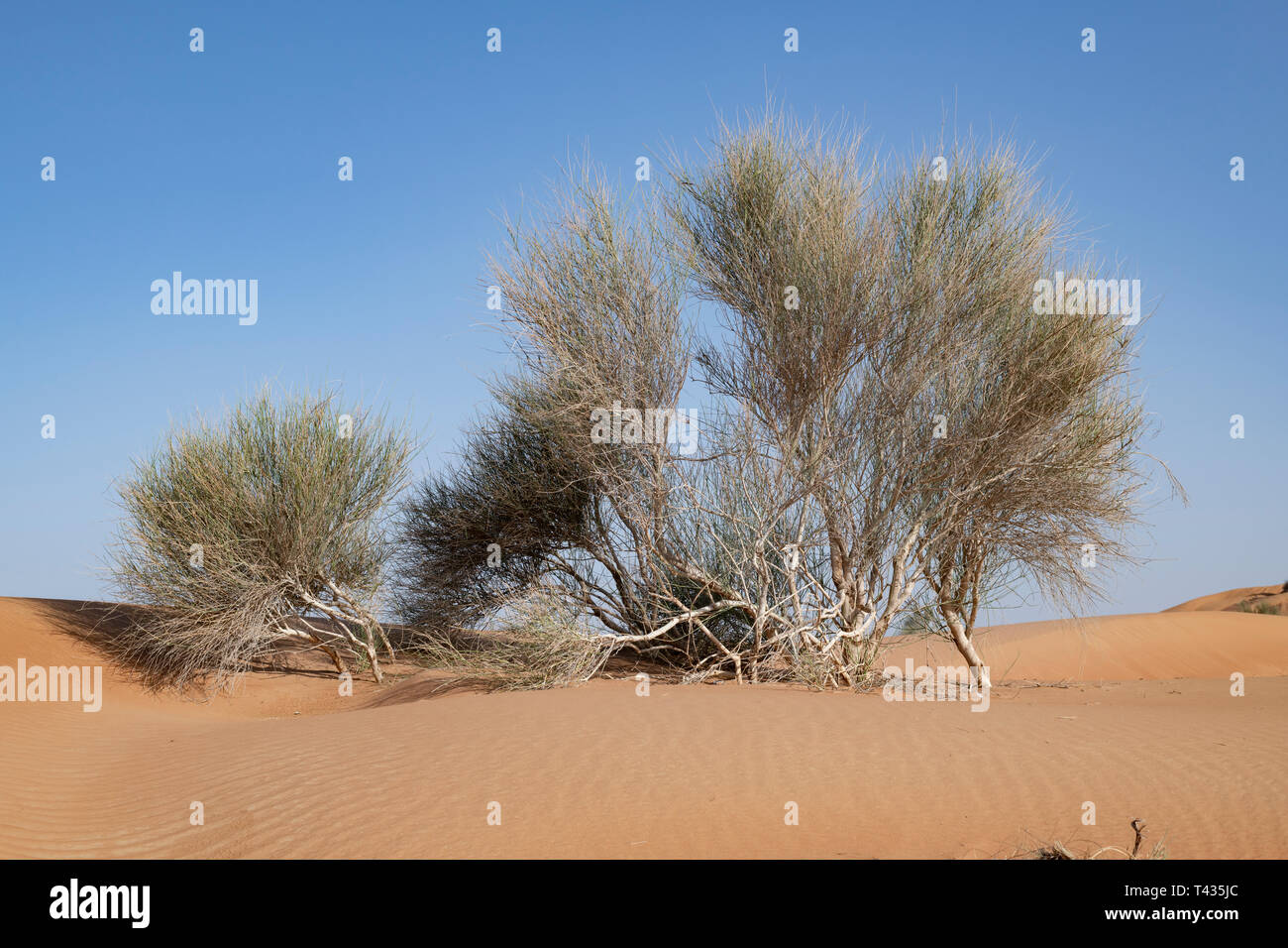 Safari floral hi-res stock photography and images - Alamy