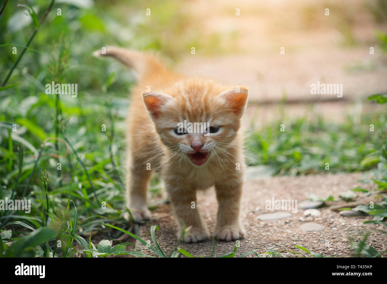 Tabby kittens playing garden hi-res stock photography and images - Alamy