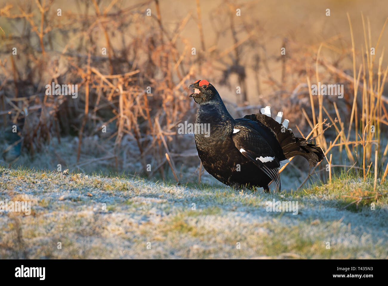 A profile portrait of a black grouse standing in the sunshine with its ...