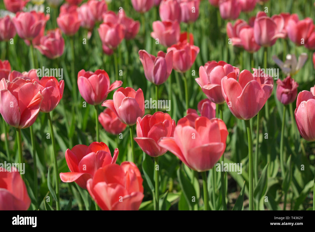 Red Tulip at Spring Stock Photo - Alamy