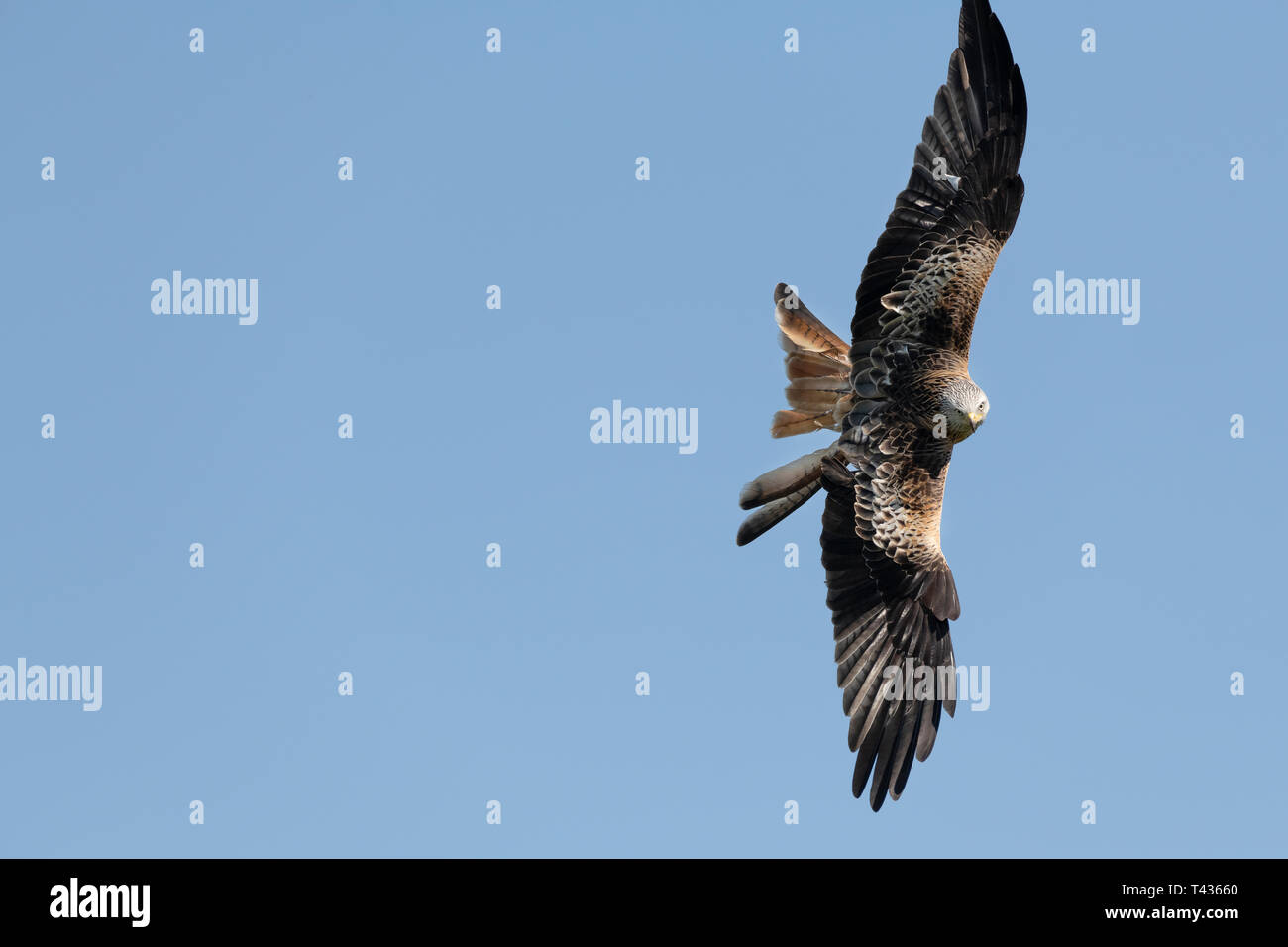 Red kite in flight hi-res stock photography and images - Alamy