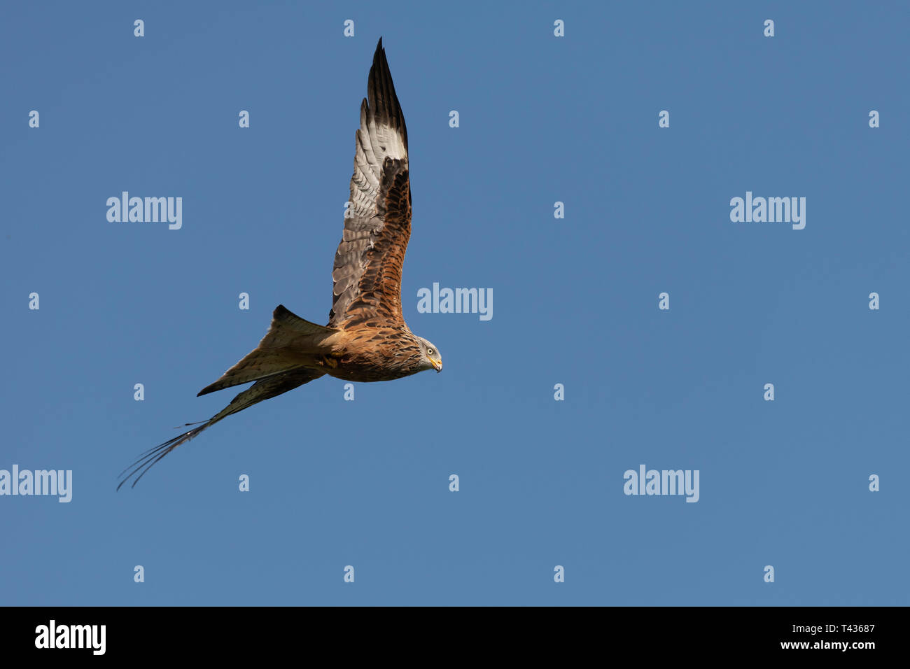 Red Kite in Flight Stock Photo - Alamy