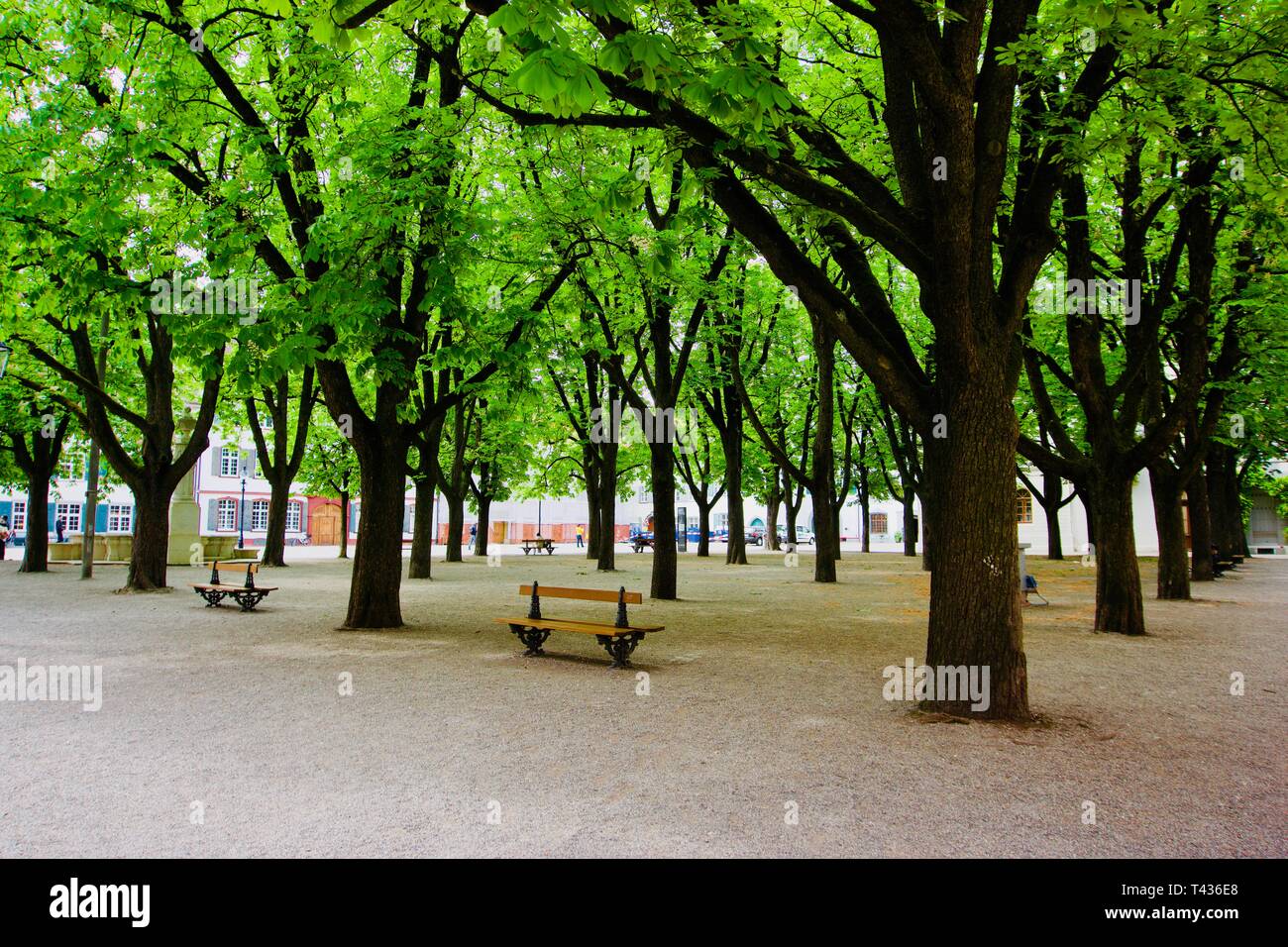 Basel tree hi-res stock photography and images - Alamy