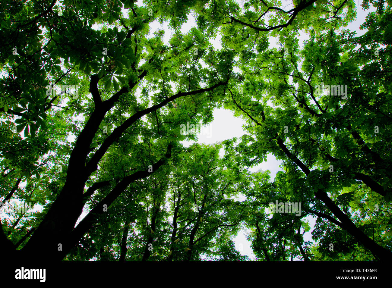 Basel tree hi-res stock photography and images - Alamy