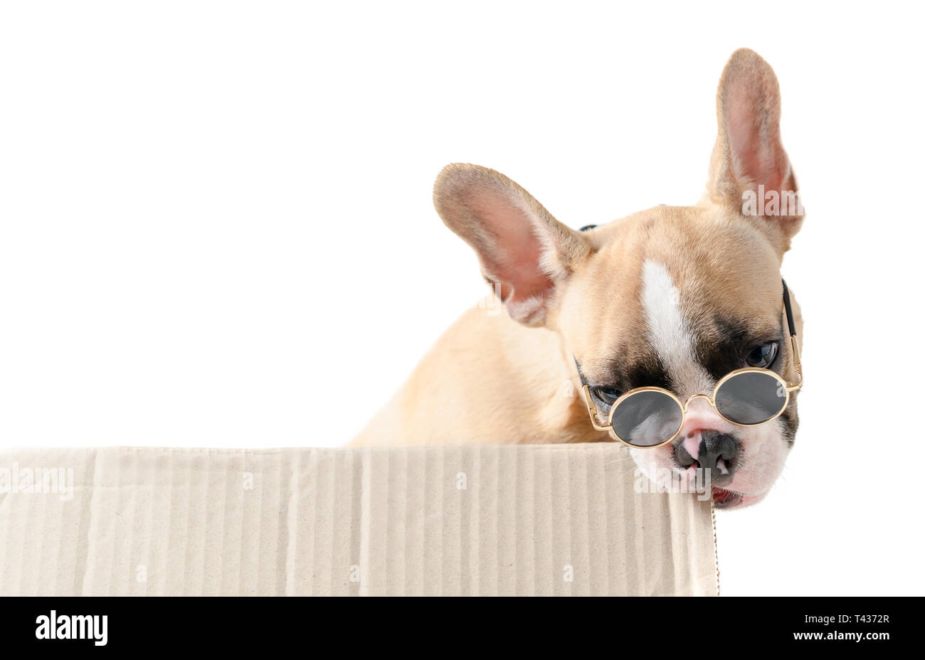 Cute french bulldog wear sunglass biting paper box isolated on white ...
