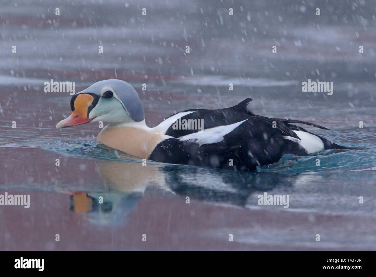 Male King Eider in the snow at Batsfjord Norway Stock Photo - Alamy