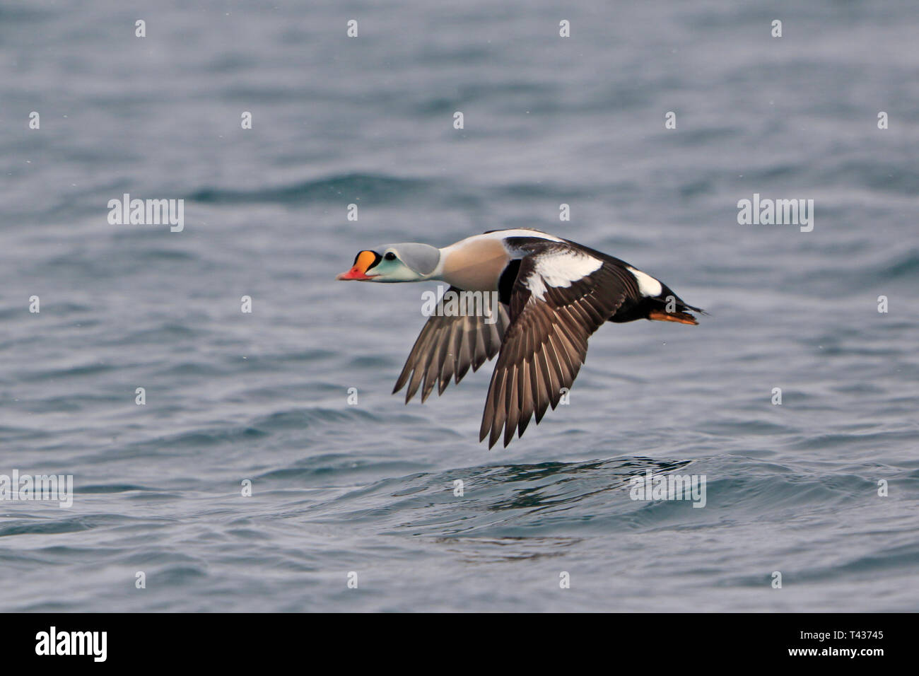 Male King Eider in flight at Batsfjord Norway Stock Photo - Alamy