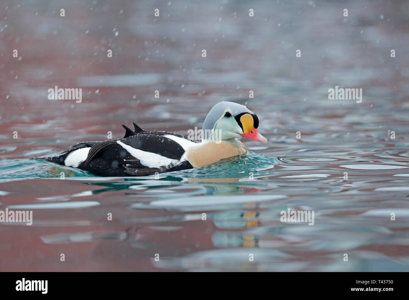 Male King Eider in the snow at Batsfjord Norway Stock Photo - Alamy