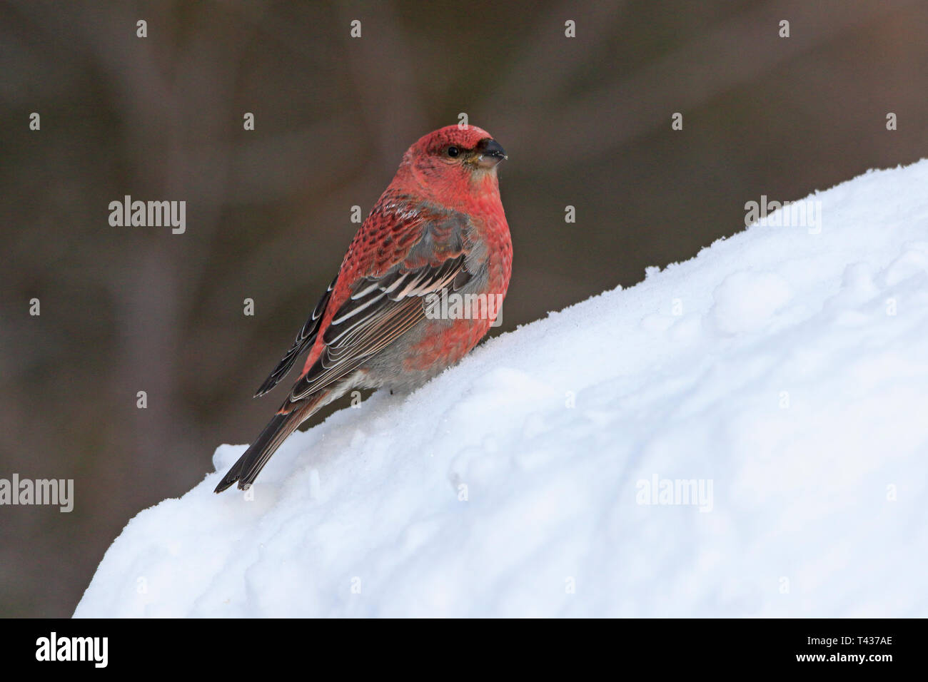 Male Pine Grosbeak in Northern Finland in the winter Stock Photo - Alamy