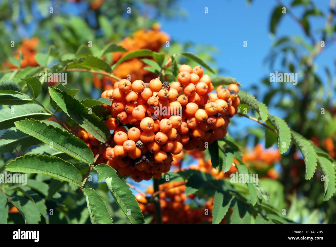 ashberry at dry sunny day Stock Photo - Alamy