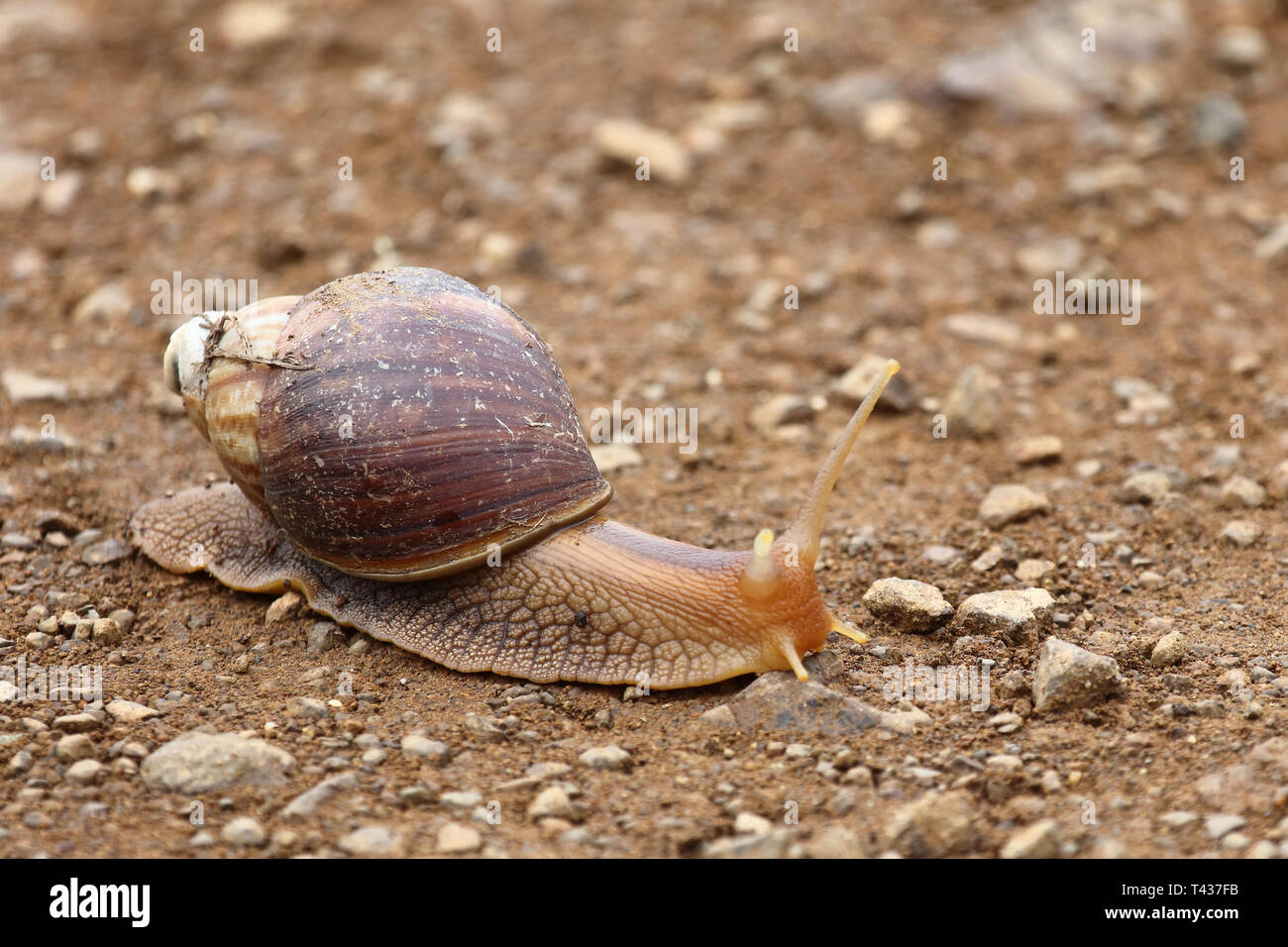 Achatina snail hi-res stock photography and images - Alamy