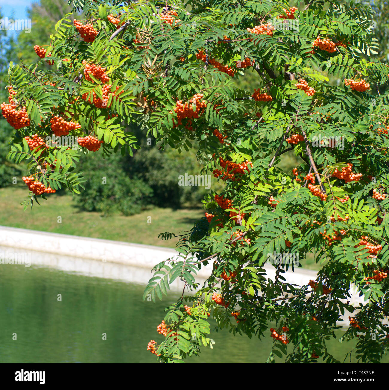 ashberry at dry sunny day Stock Photo - Alamy