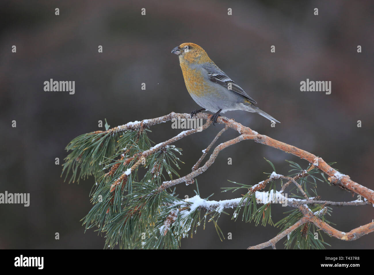 Female Pine Grosbeak in Northern Finland in the winter Stock Photo - Alamy