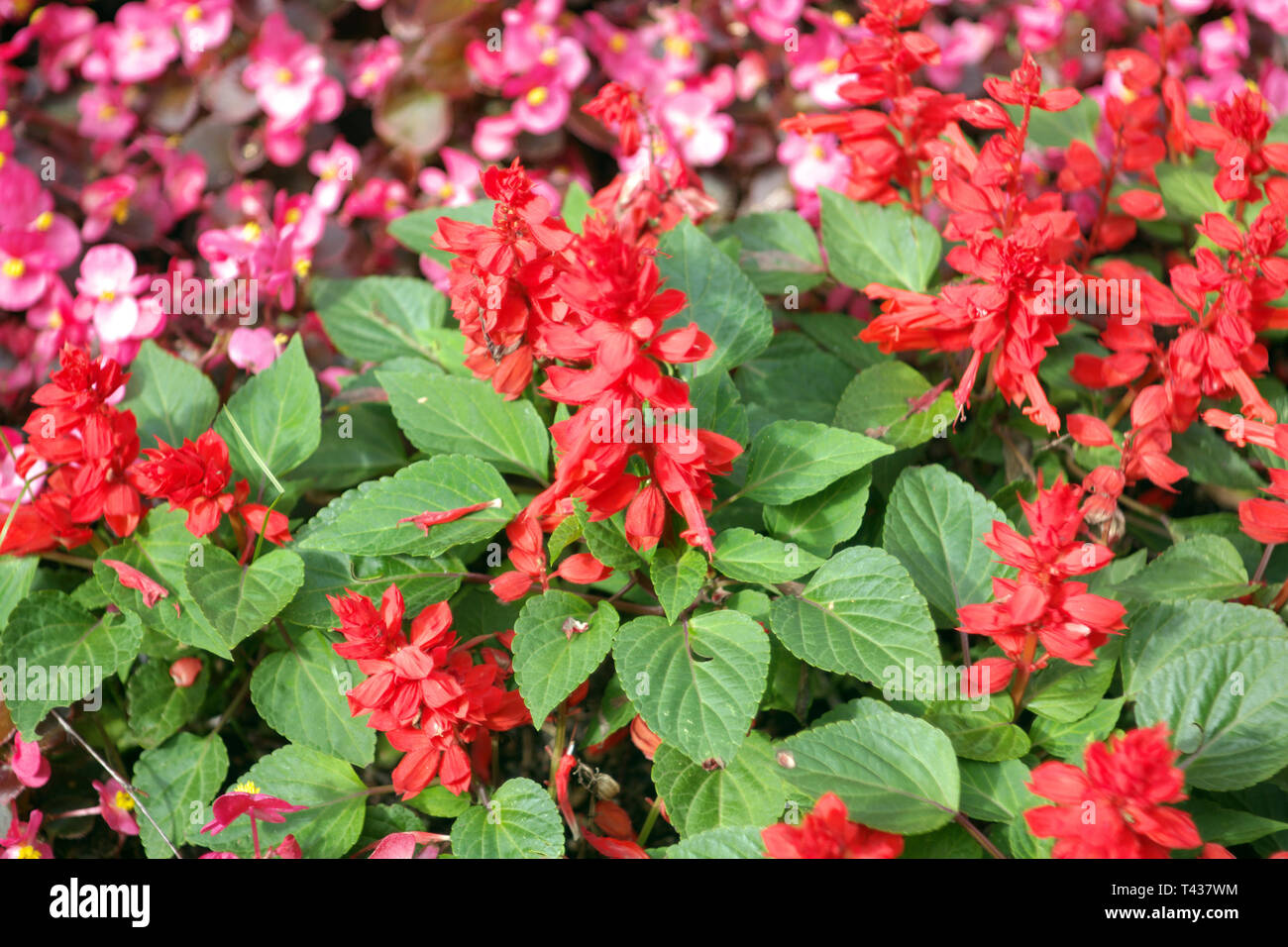 red little flowers Stock Photo - Alamy