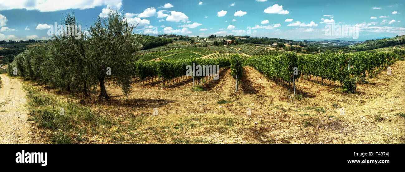 Vineyard in Montespertoli, Tuscan region of Florence Stock Photo - Alamy