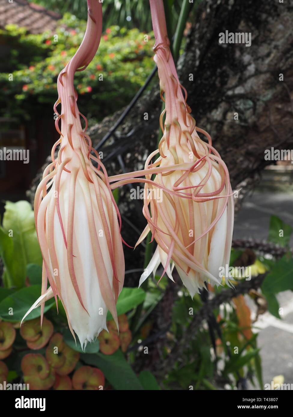 Coral colored flower hi-res stock photography and images - Alamy