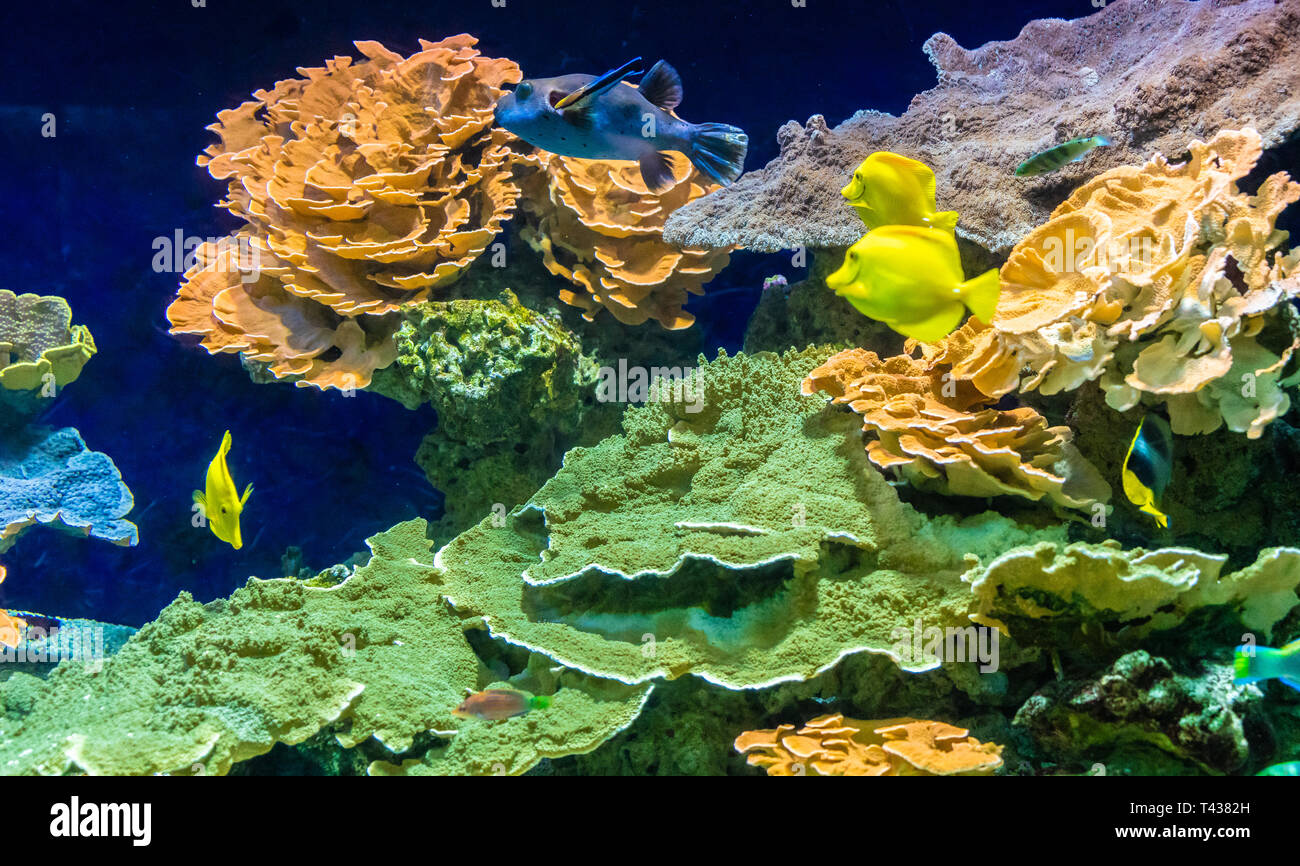 Clear underwater with tropical colour fish and coral reef Stock Photo ...