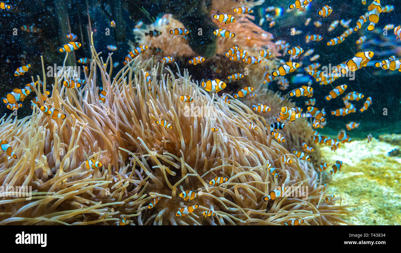 Clear underwater with tropical colour fish and coral reef Stock Photo ...