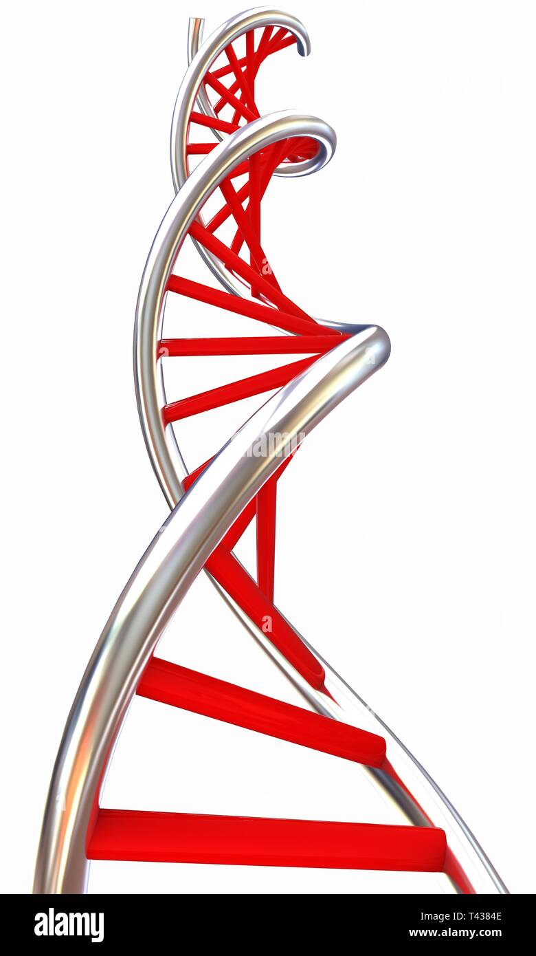DNA structure model on white Stock Photo - Alamy