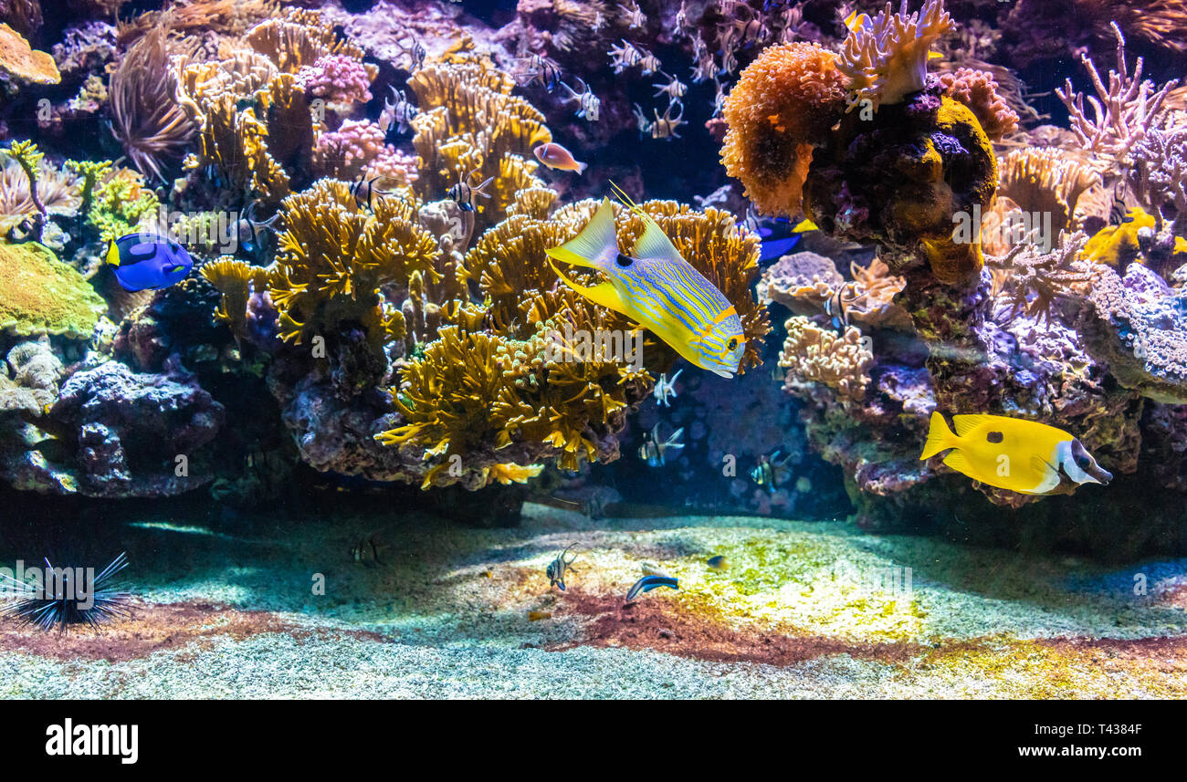 Clear underwater with tropical colour fish and coral reef Stock Photo ...