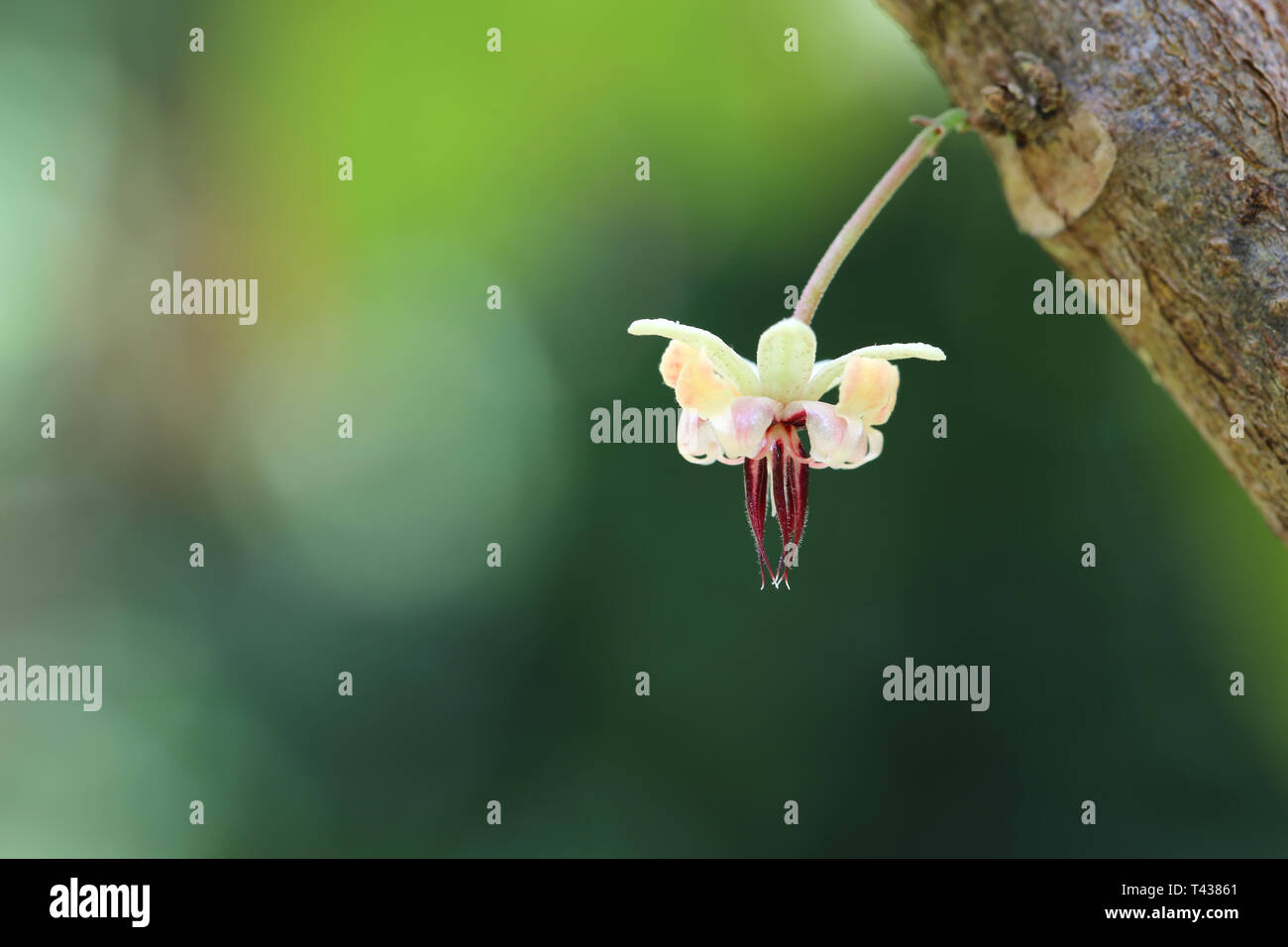 Cocoa tree theobroma cacao flowers hi-res stock photography and images ...