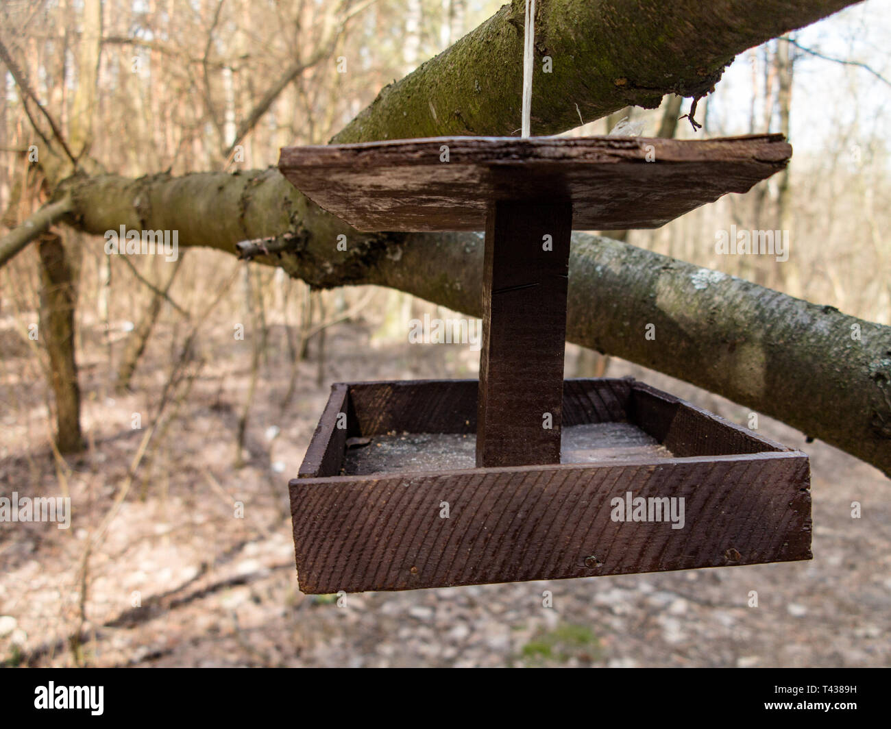 Handmade bird feeder hung on the tree branch Stock Photo - Alamy