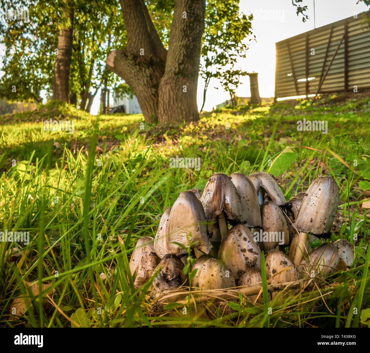 Mushroom stack at the summer forest park Stock Photo - Alamy