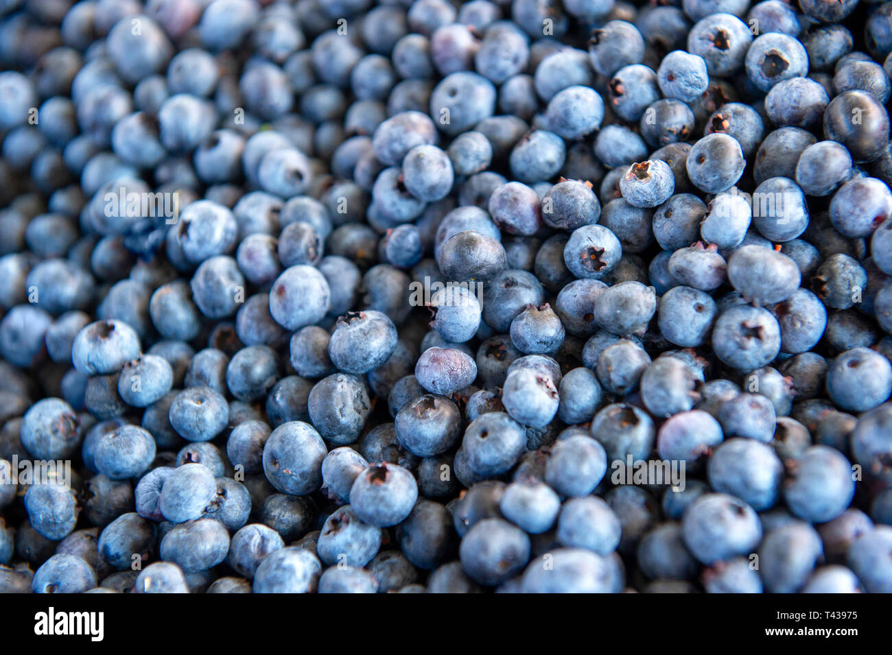 Fresh blueberry background. Texture blueberry berries close up Stock ...