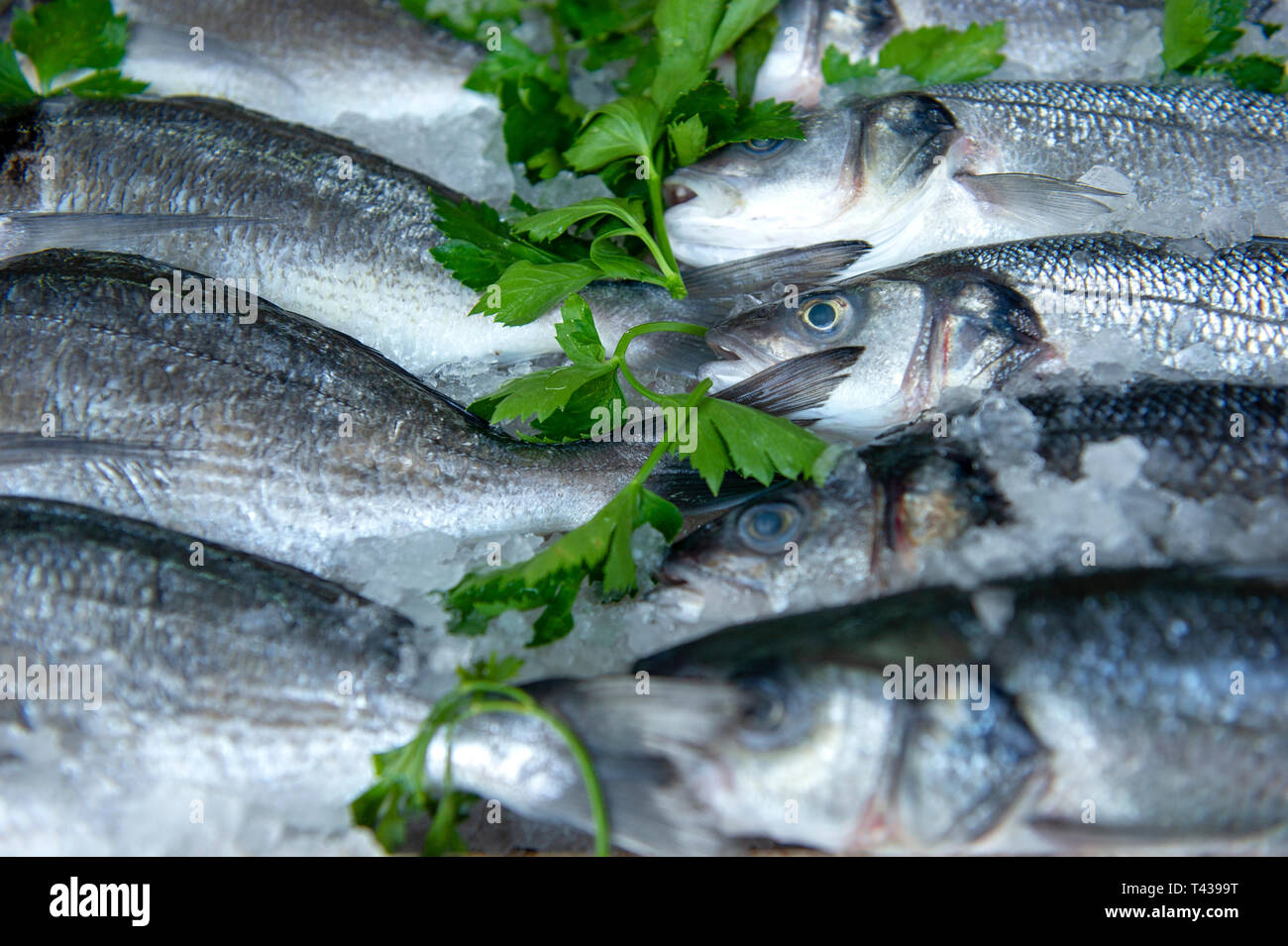 Fresh fish in the market , Sea fish pile top view Stock Photo - Alamy