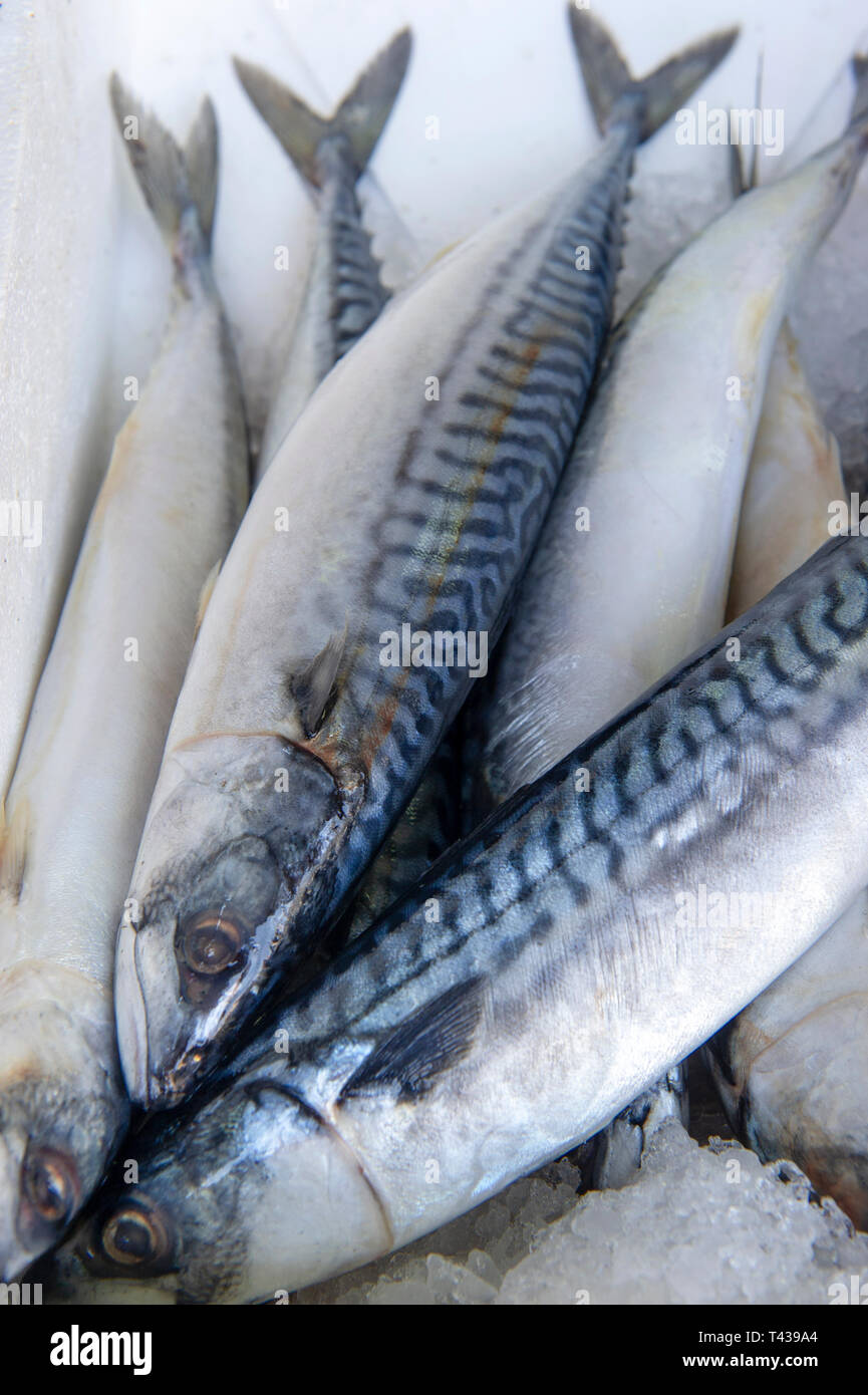 Frozen mackerel fishes on ice Stock Photo - Alamy