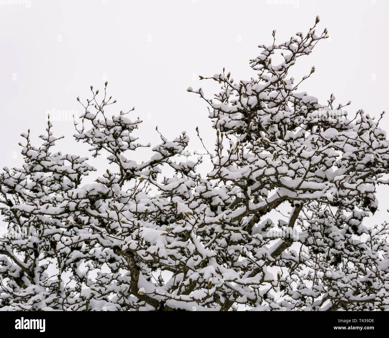 winter trees in snow minimalistic landscape with white sky Stock Photo ...