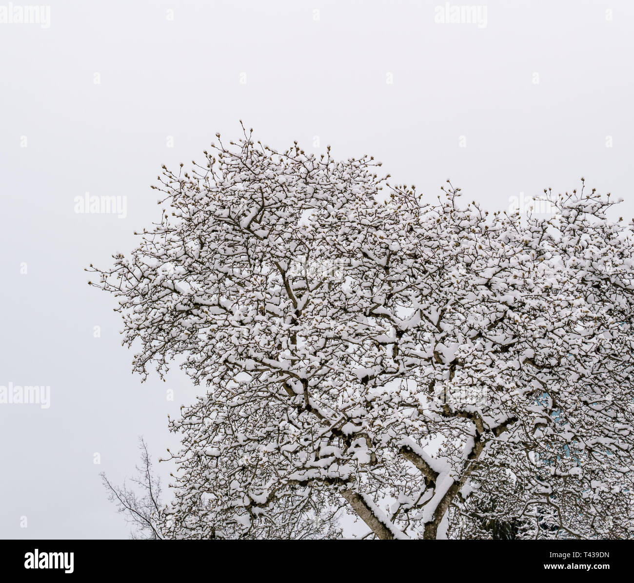 winter trees in snow minimalistic landscape with white sky Stock Photo ...