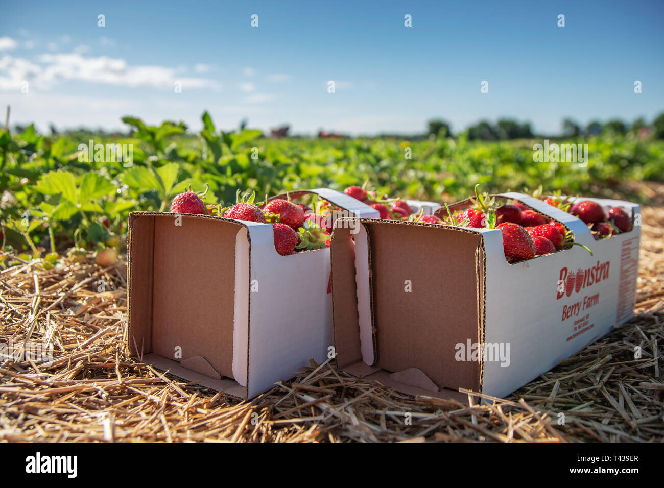 Two cases full of freshly picked strawberries from Boonstra Farm in ...