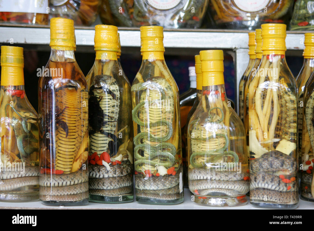 Forbidden souvenir from Laos Snake Whiskey, Snakes in whiskey bottles ...