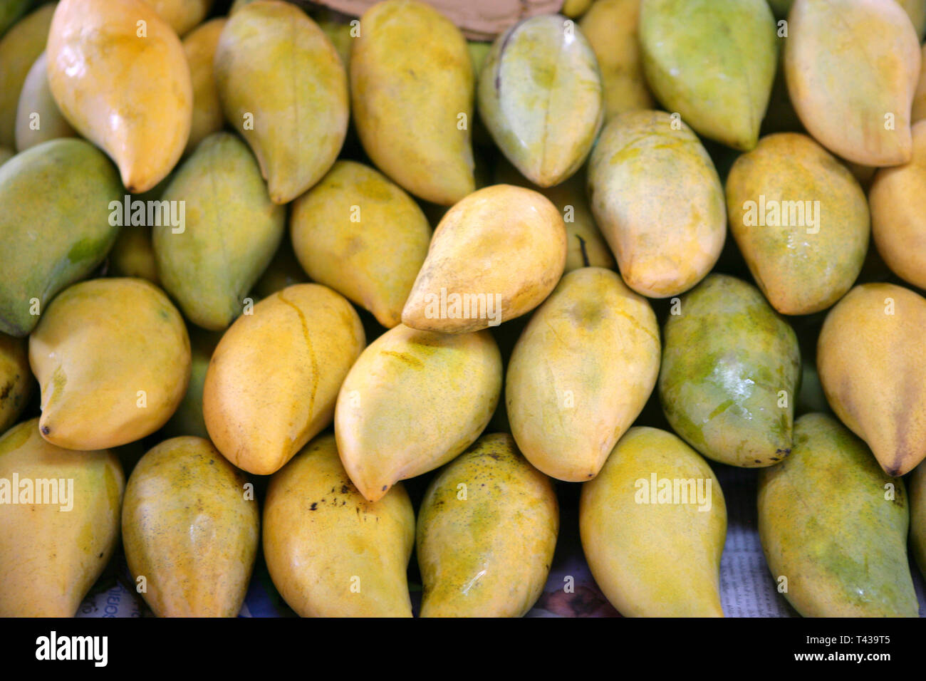 Mangoes, Mangifera indica, on a market in Thailand, Southeast Asia ...
