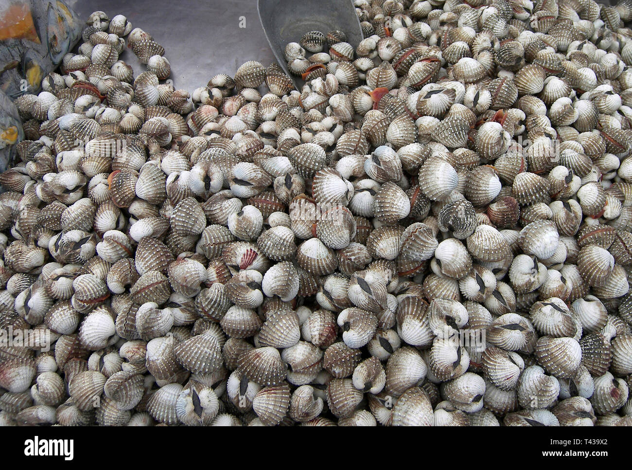 Mussels with clams hi-res stock photography and images - Alamy