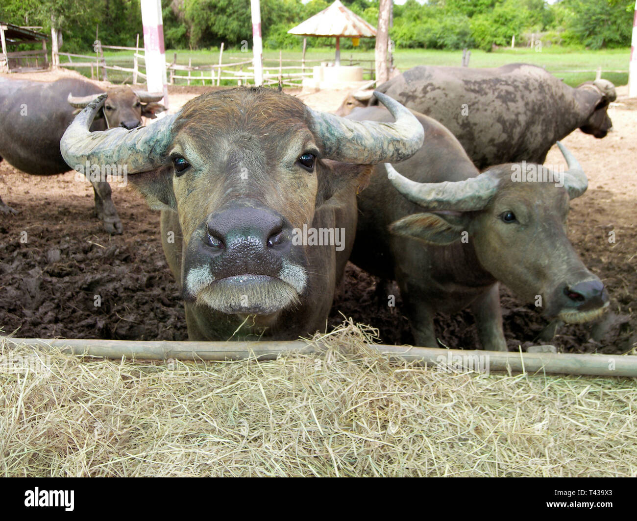 Asian water buffalo (Bubalus bubalis) in Thailand, Southeast Asia, Asia ...
