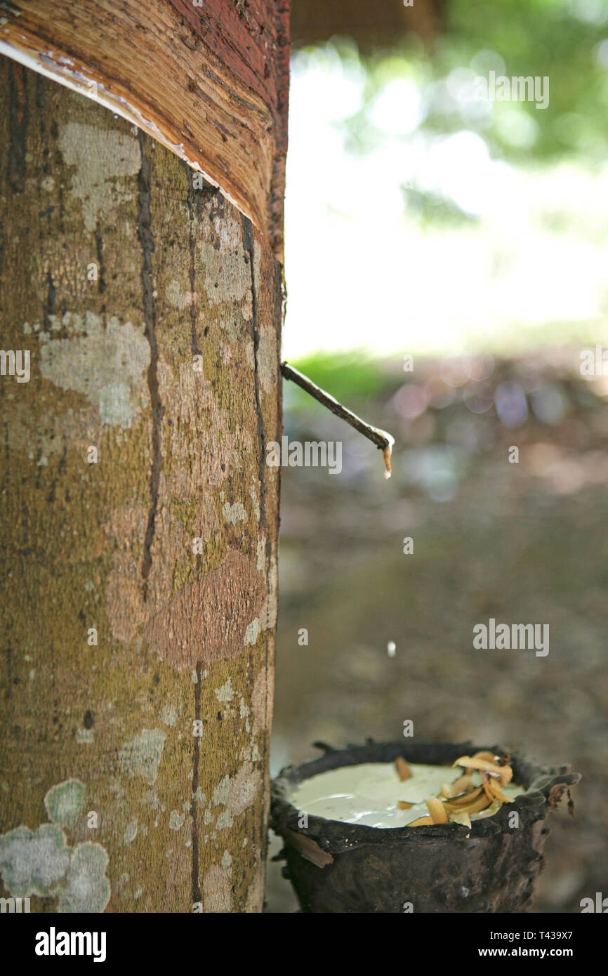 Rubber crop in a rubber tree plantation in southern Thailand, Krabi ...