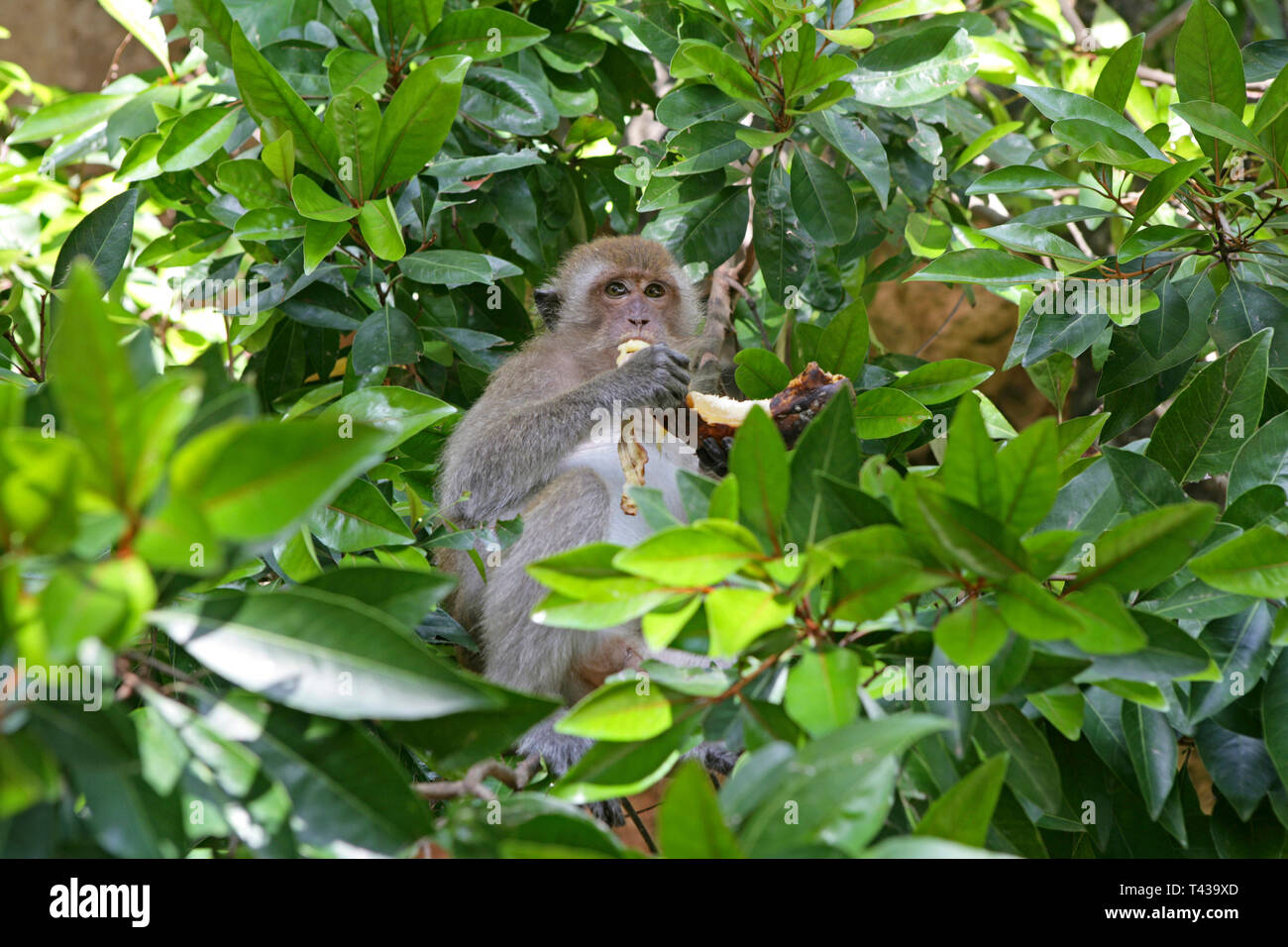 Monkey is sitting on a tree and eating a banana, Phra Nang peninsula ...