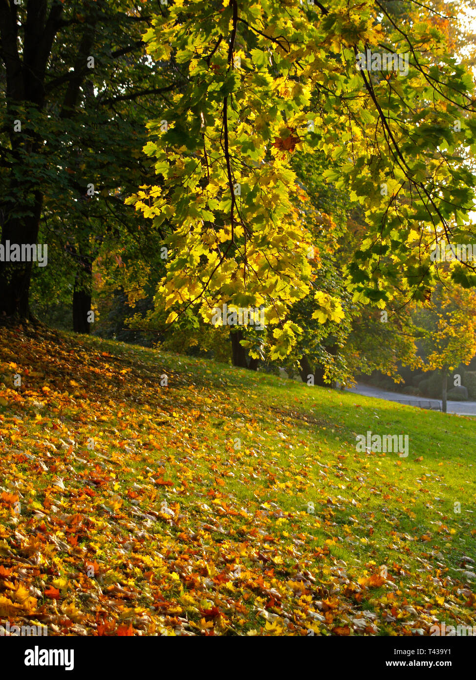 Maple tree (Acer), green-yellow maple leaves in autumn, West Park ...